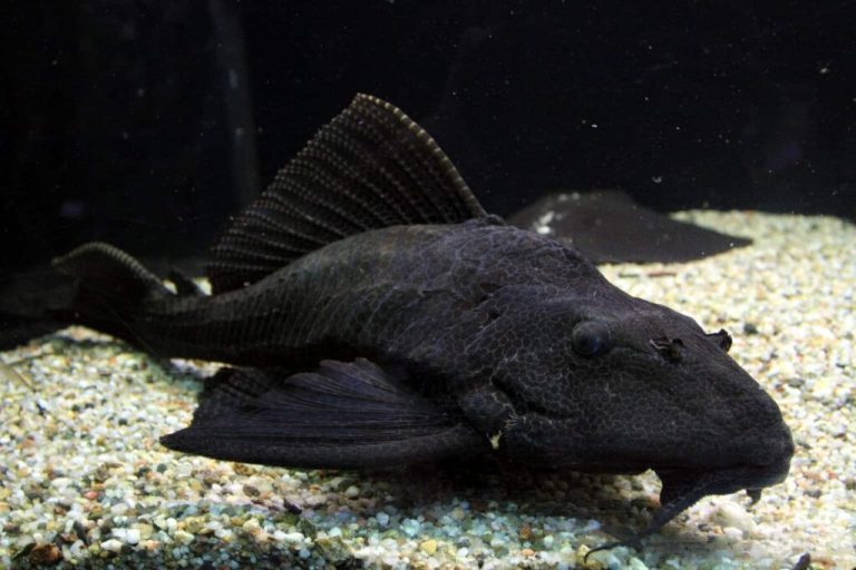 Pleco Fish - Popular Algae Eater