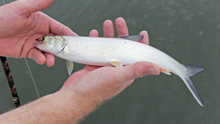 Lady Fish - A Sleek and Spirited Swimmer of Coastal Waters