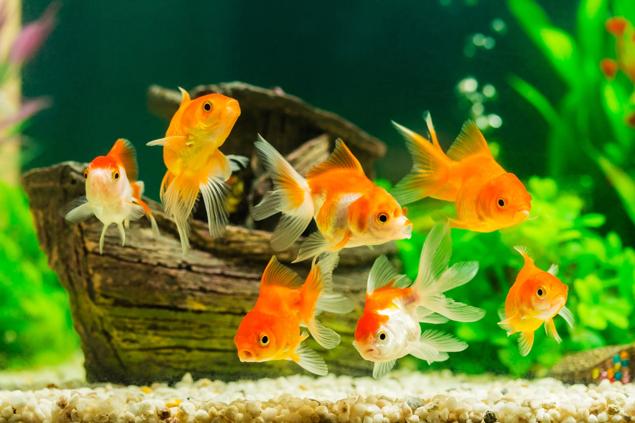 Freshwater Fish – A Complete Guide to Species, Care, and Ecosystems