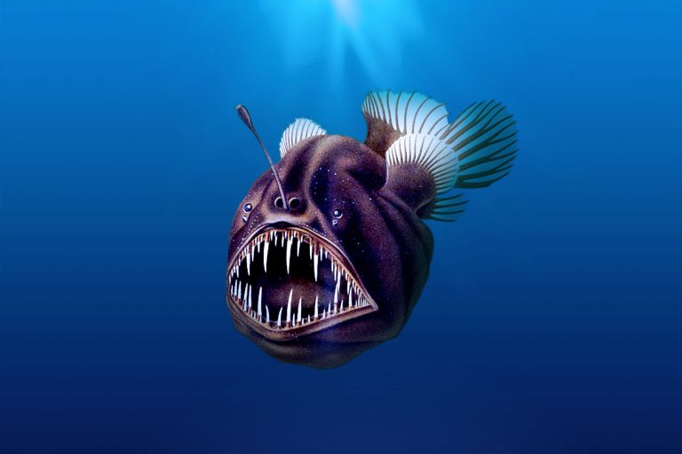 Angler Fish - Complete Guide to Habitat, Features, Behavior, and Survival
