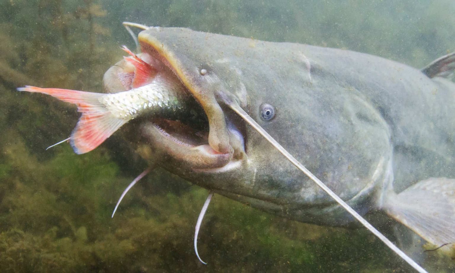 Swai Fish - An Informative Guide to Nutrition, Taste, and Cooking