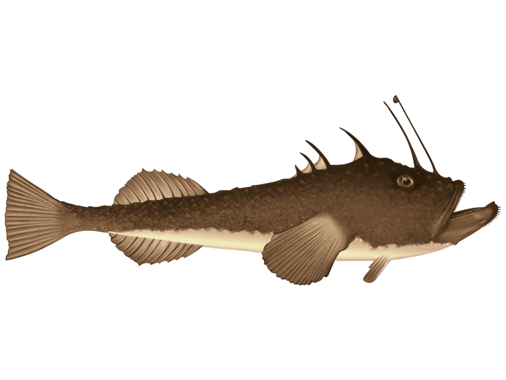 Angler Fish – Deep Sea Predator, Features, Behavior, and Survival Secrets