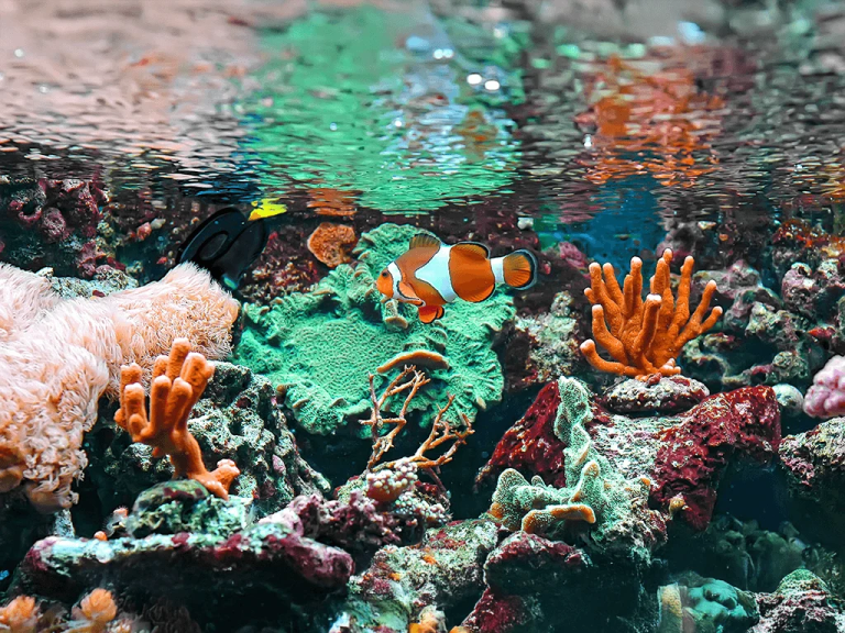 Saltwater Fish Tank - A Complete and Detailed Beginner’s Guide