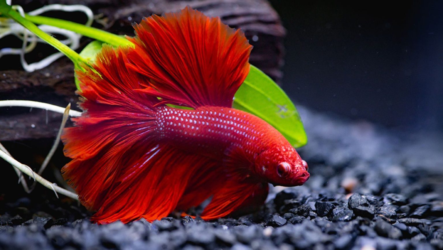 Betta Fish Tank - Complete Setup Guide for a Healthy