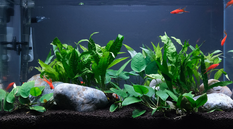 Glass Fish Tank - Complete Guide to Choosing, Setting Up